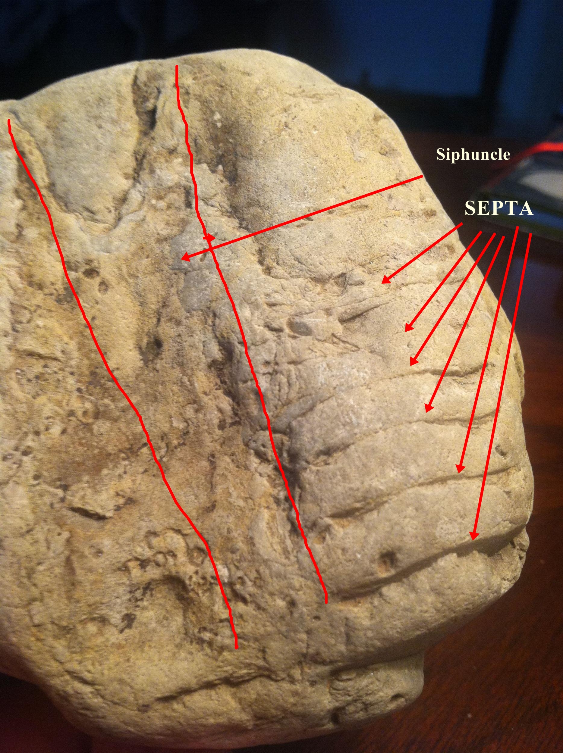 "cephie" - A Newbie's First Find - Fossil ID - The Fossil Forum