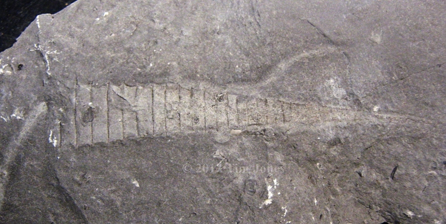 "cephie" - A Newbie's First Find - Fossil ID - The Fossil Forum