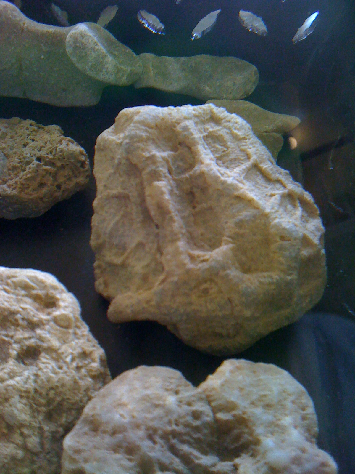 Unknown Pod - Fossil ID - The Fossil Forum