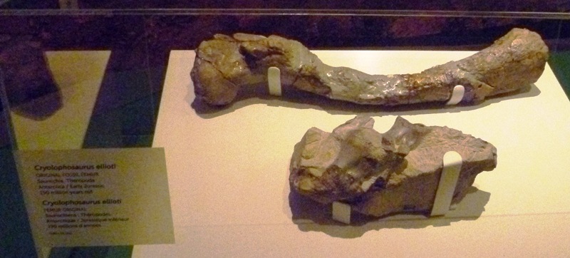 New Rom Dino Exhibit: Giants Of Gondwana - General Fossil Discussion ...