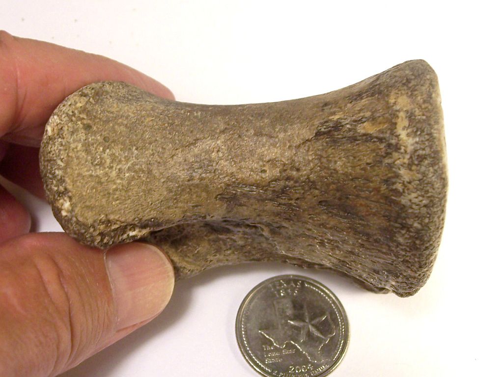 Dino. Bloat-And-Float Bone? - Fossil ID - The Fossil Forum