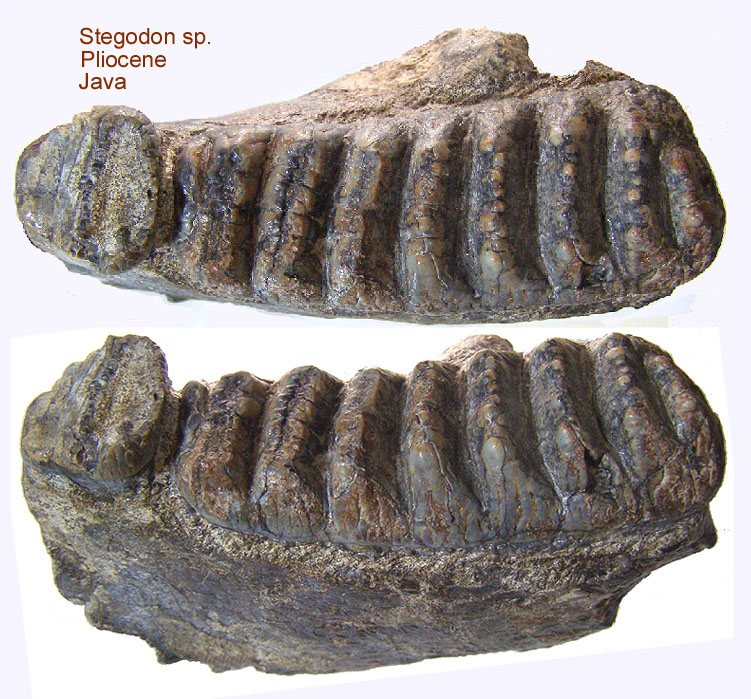 Id On Fossil Found In Cambodia... - Fossil ID - The Fossil Forum