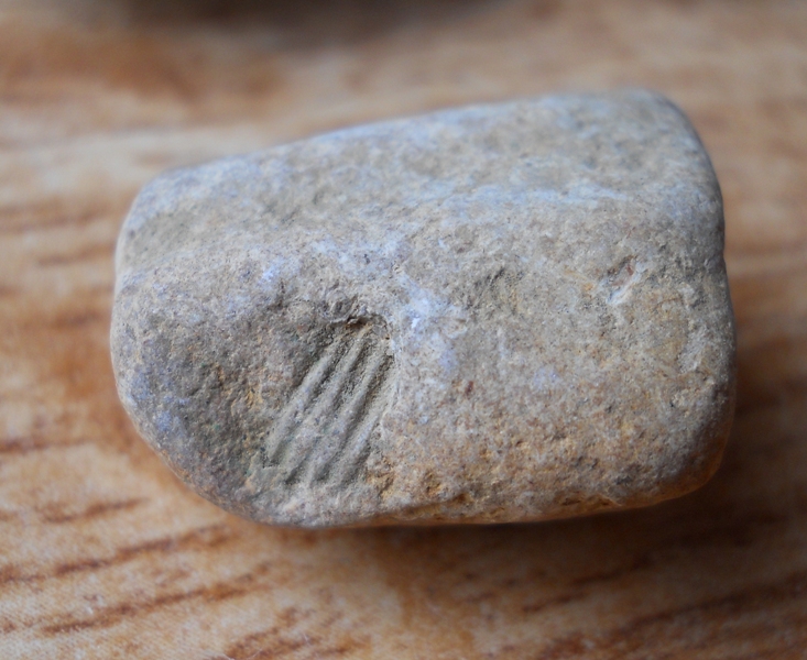 Fossil Id - Fossil ID - The Fossil Forum
