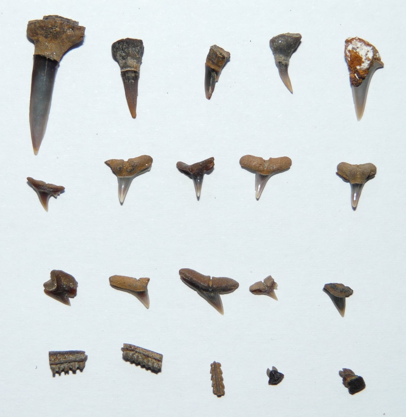 Help With New Zealand Shark Teeth And Misc - Fossil ID - The Fossil Forum