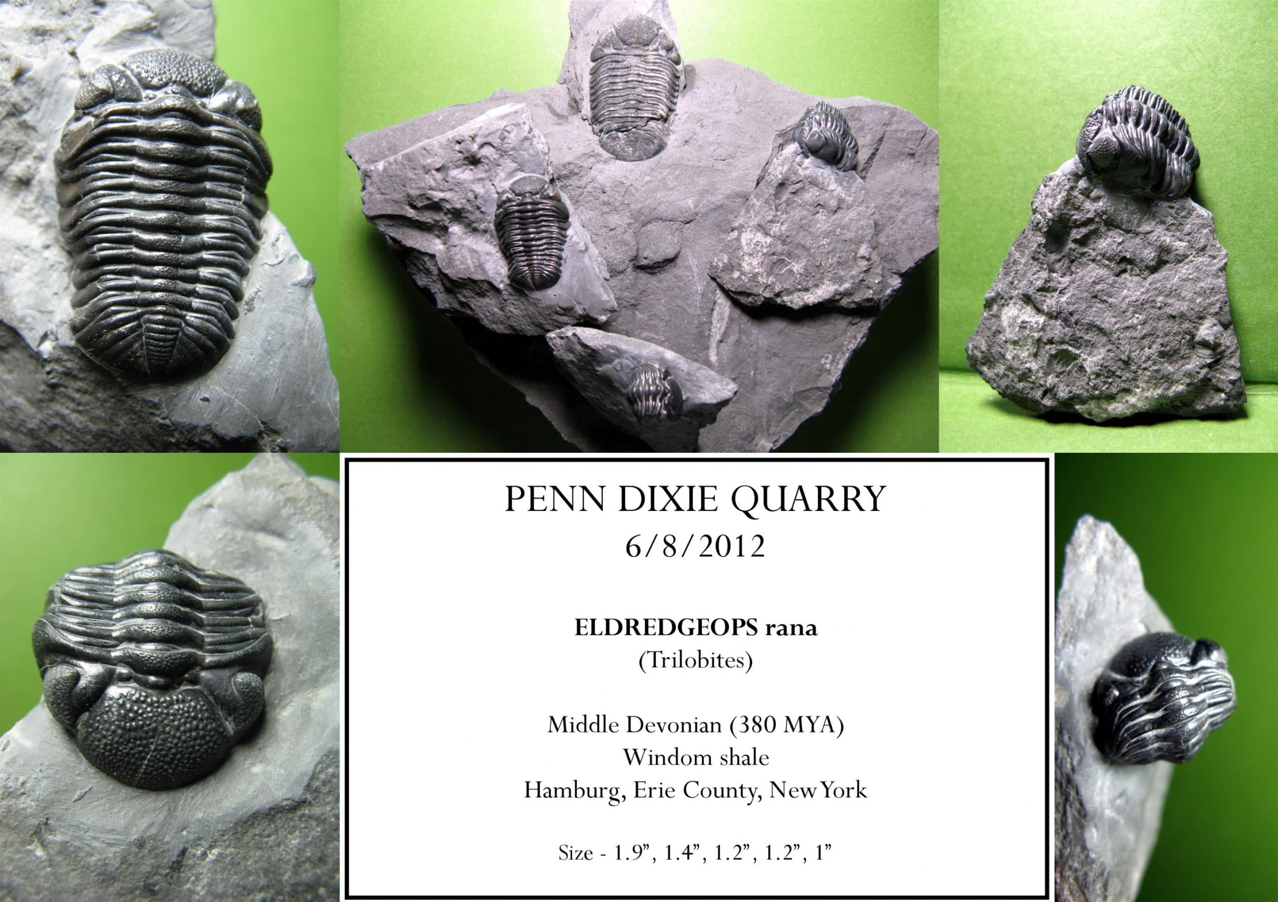 Penn Dixie Quarry Ny 6/8/2012 - Fossil Hunting Trips - The Fossil Forum