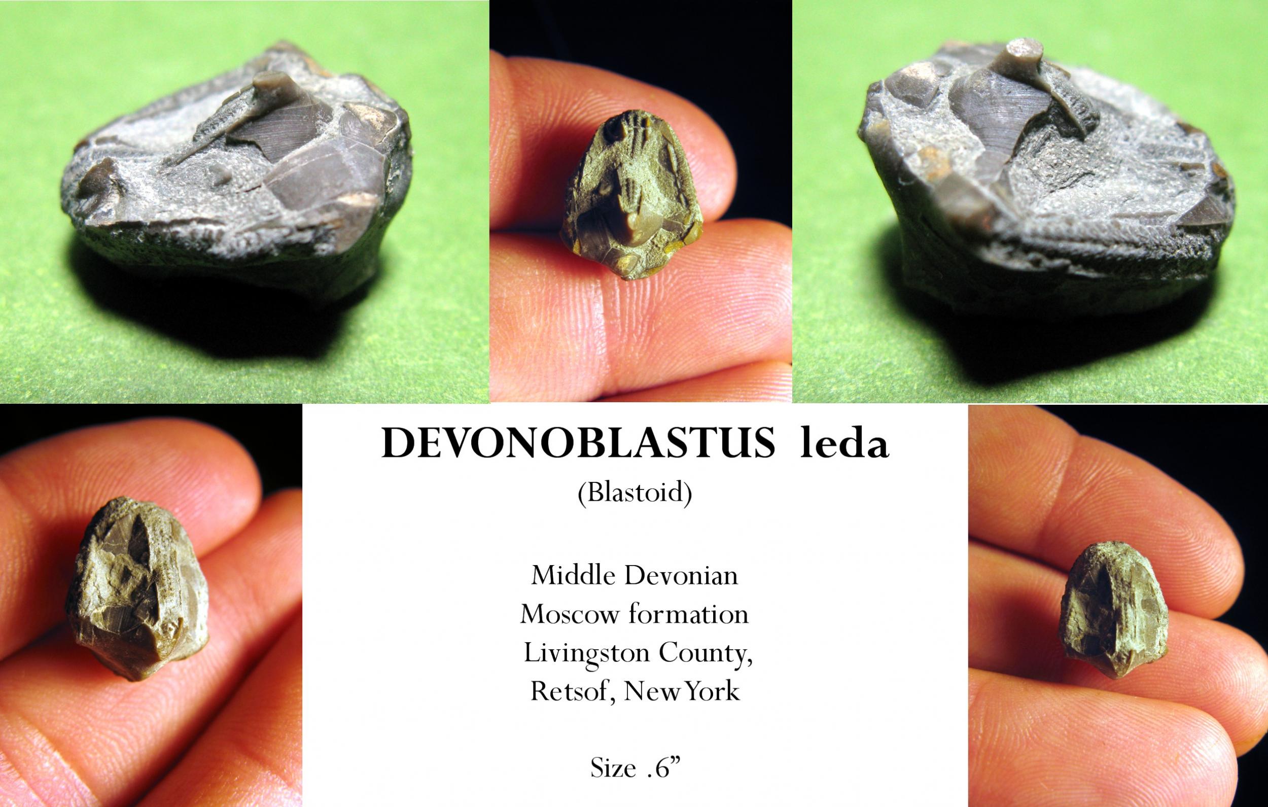Having A Blastoid - Fossil Hunting Trips - The Fossil Forum