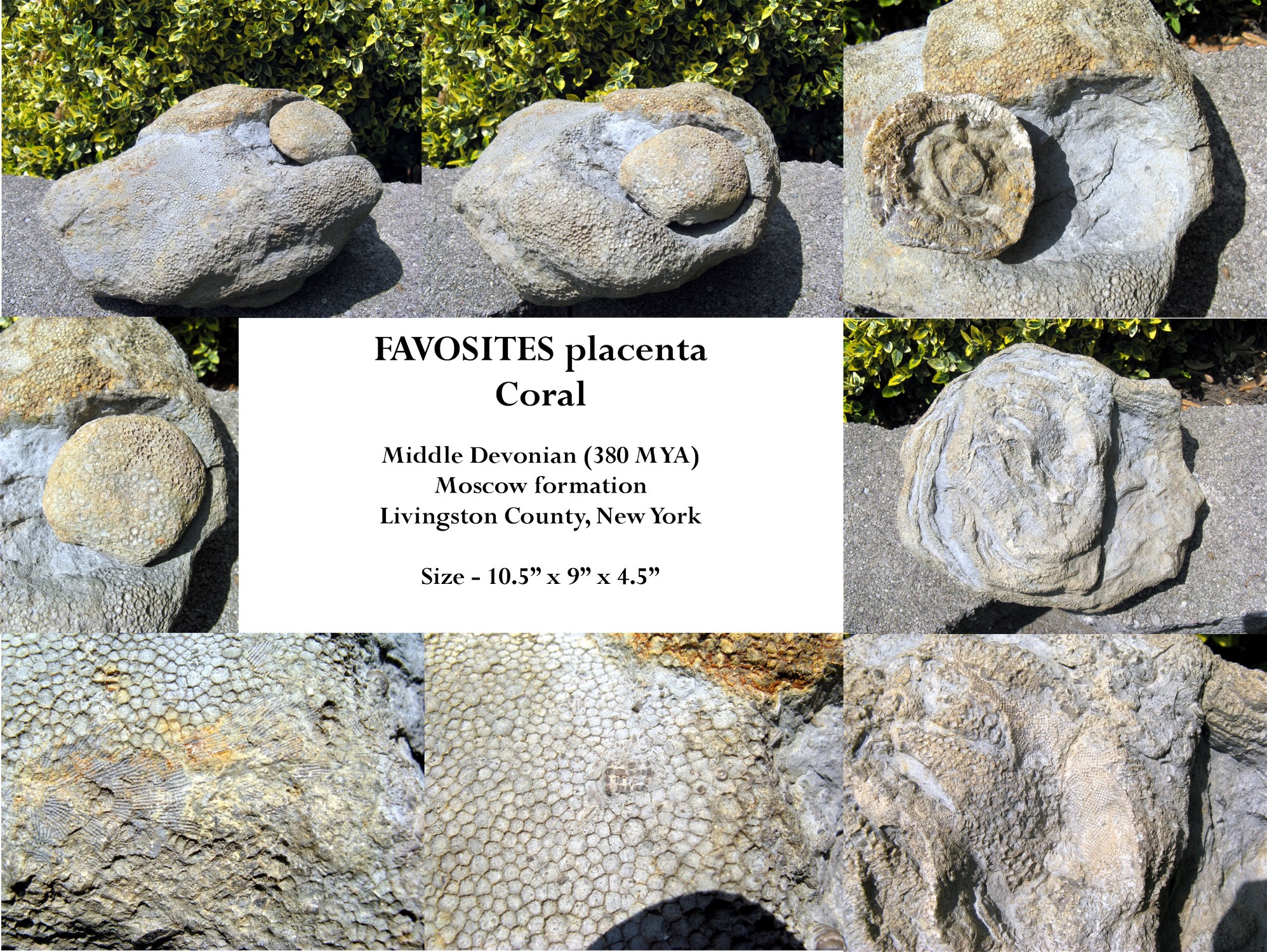Whats Your Largest Favosites Coral? - Questions & Answers - The Fossil ...