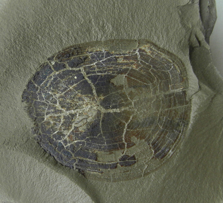 Fish Scale - General Fossil Discussion - The Fossil Forum