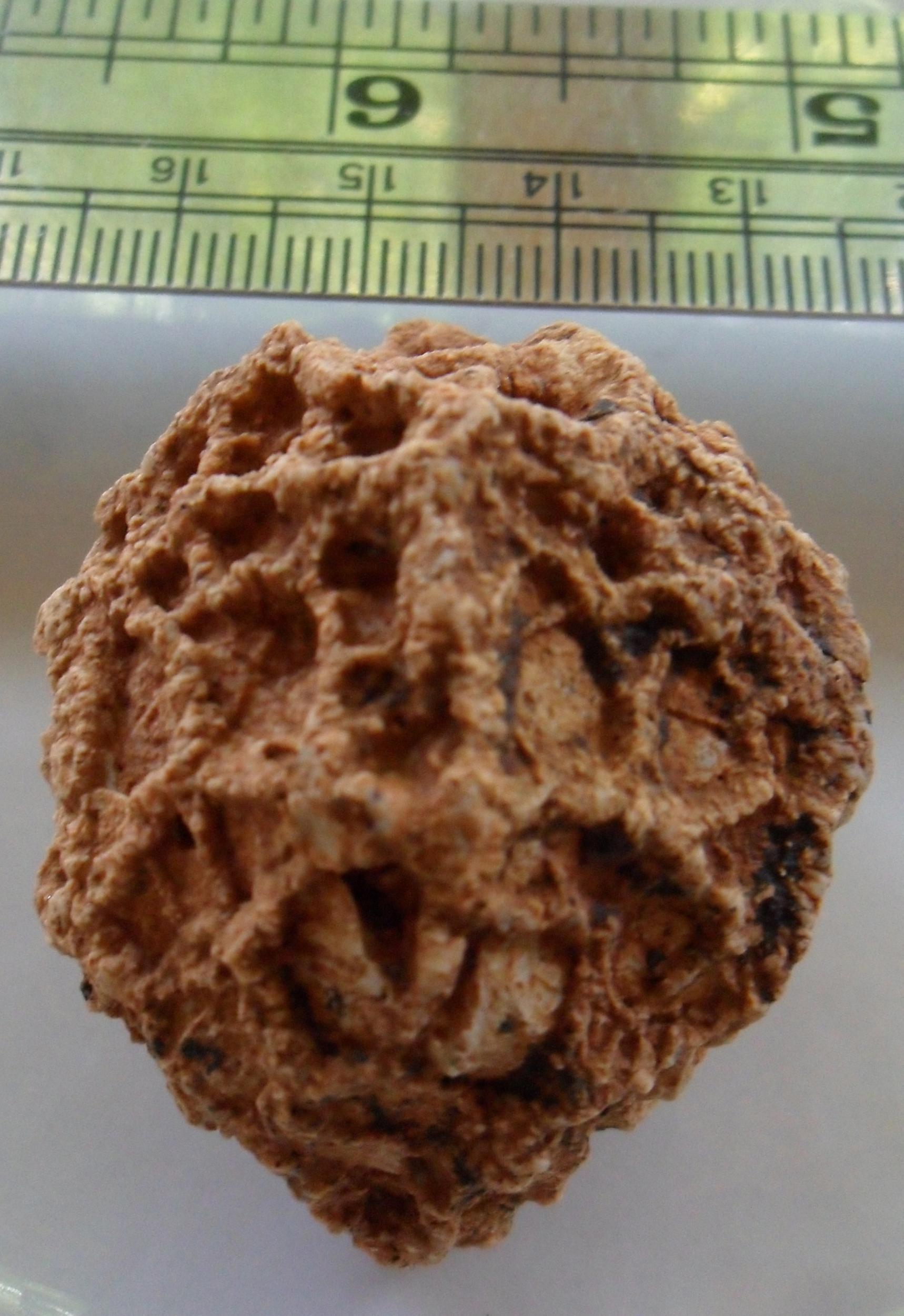 Unknown Pod - Fossil ID - The Fossil Forum