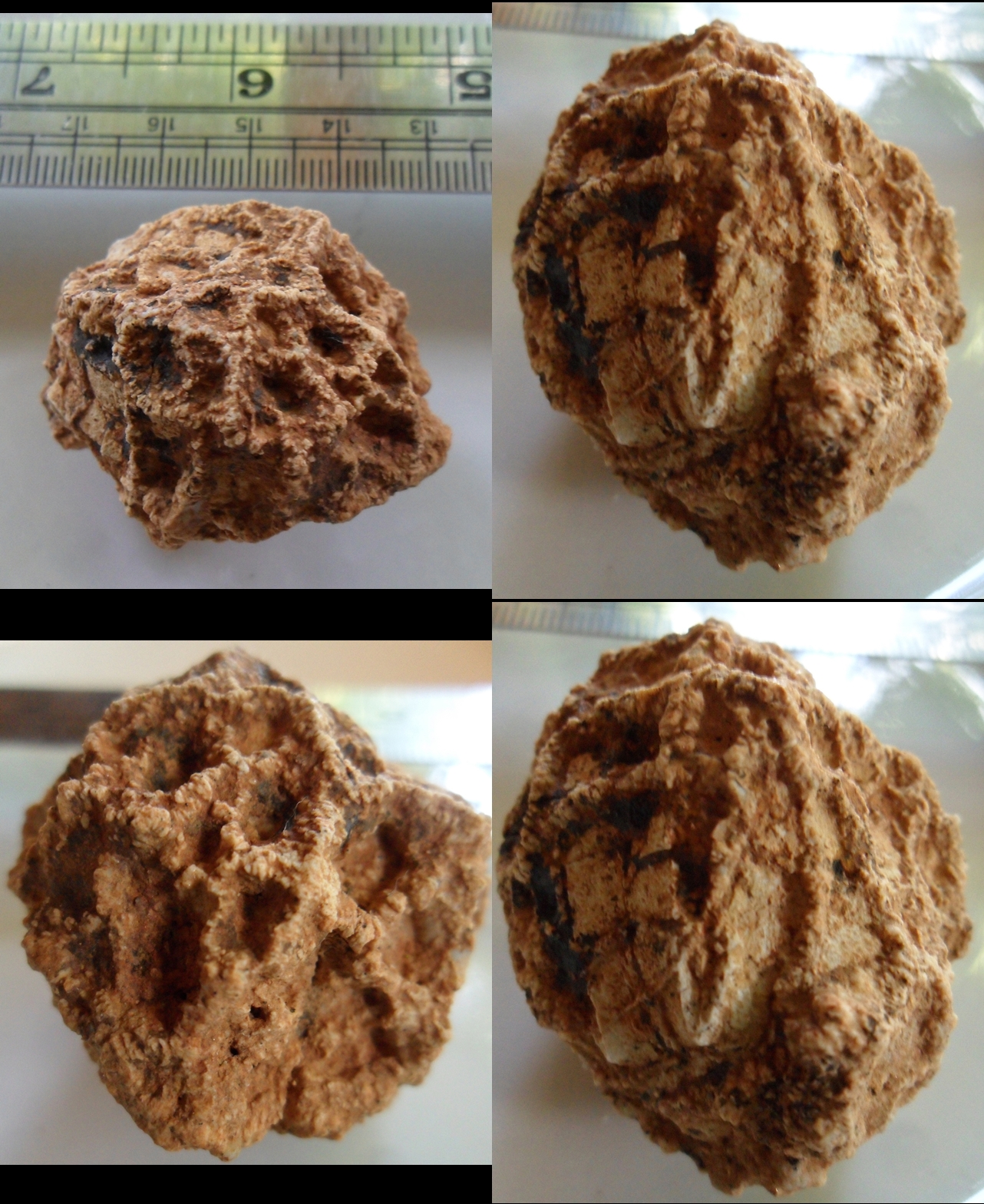 Unknown Pod - Fossil ID - The Fossil Forum