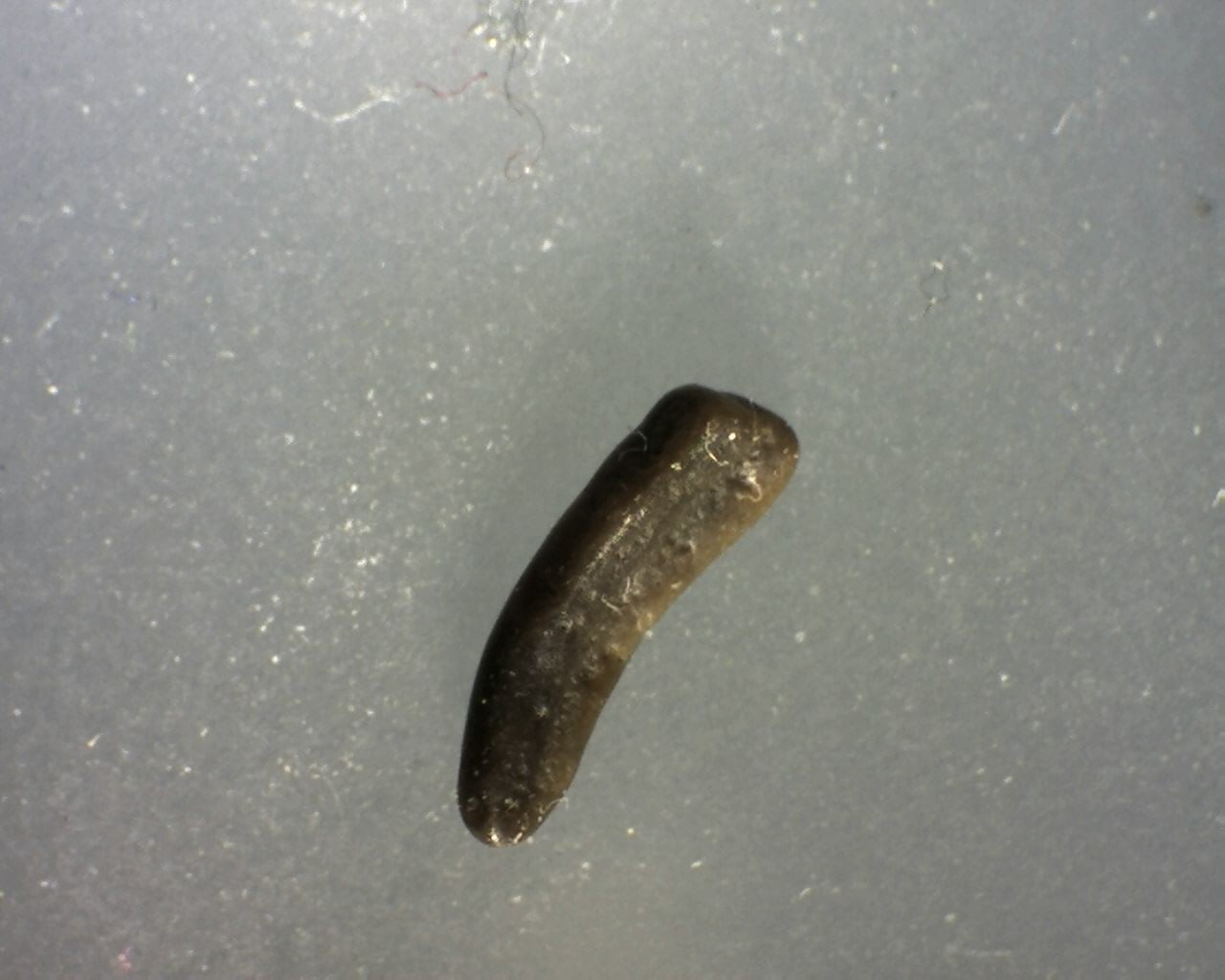 Can You Help Id? Partially Fossilized Looking Tooth From Calvert Cliffs ...
