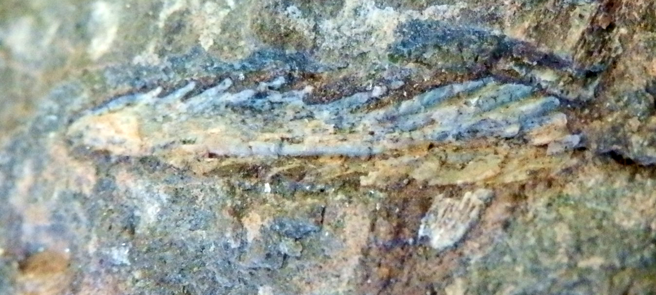 Devonian Red Hill Tiny Fish Fossils - Fossil ID - The Fossil Forum