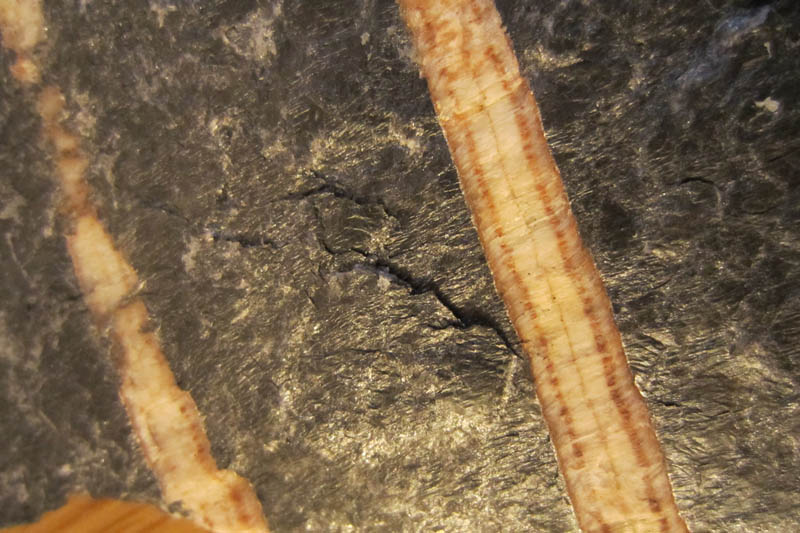 Stone With White Stripes On It. - Fossil ID - The Fossil Forum