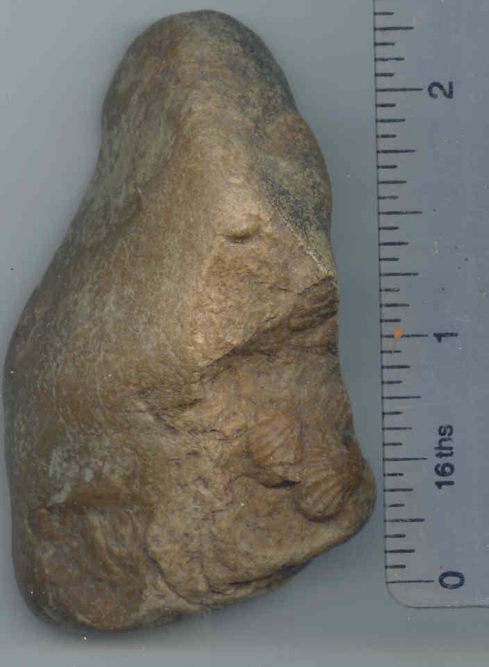 Are These Shell Impressions? - Fossil ID - The Fossil Forum