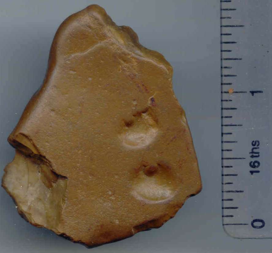 Are These Shell Impressions? - Fossil ID - The Fossil Forum