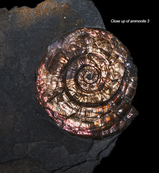 Some Ammonites From Watchet - Member Collections - The Fossil Forum