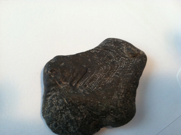 Fish Tail Impression Versus Pseudofossil From Gmr - Fossil ID - The ...