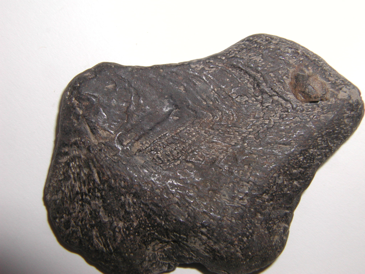 Fish Tail Impression Versus Pseudofossil From Gmr - Fossil ID - The ...