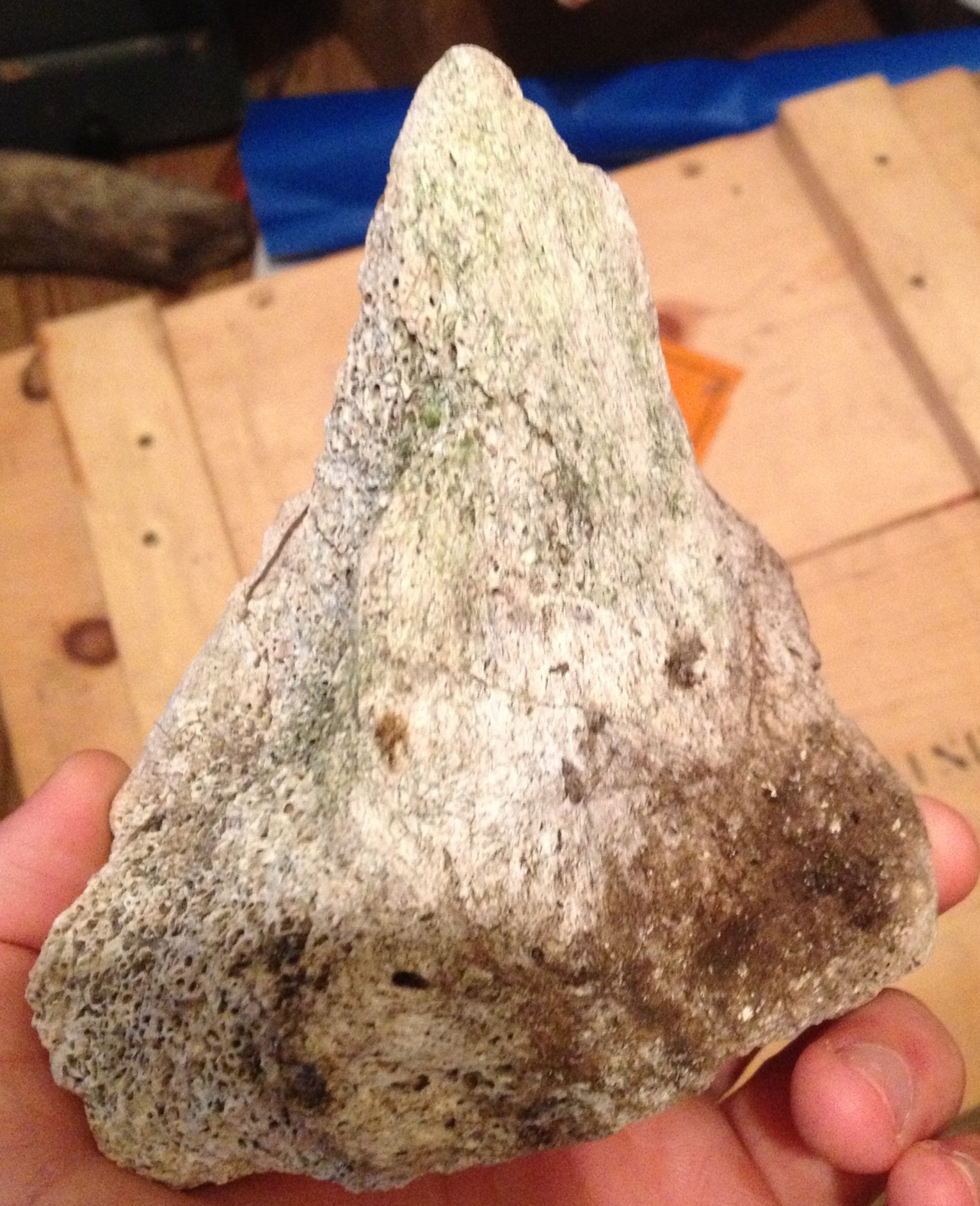 Strange Horn From Bone Valley - Fossil ID - The Fossil Forum