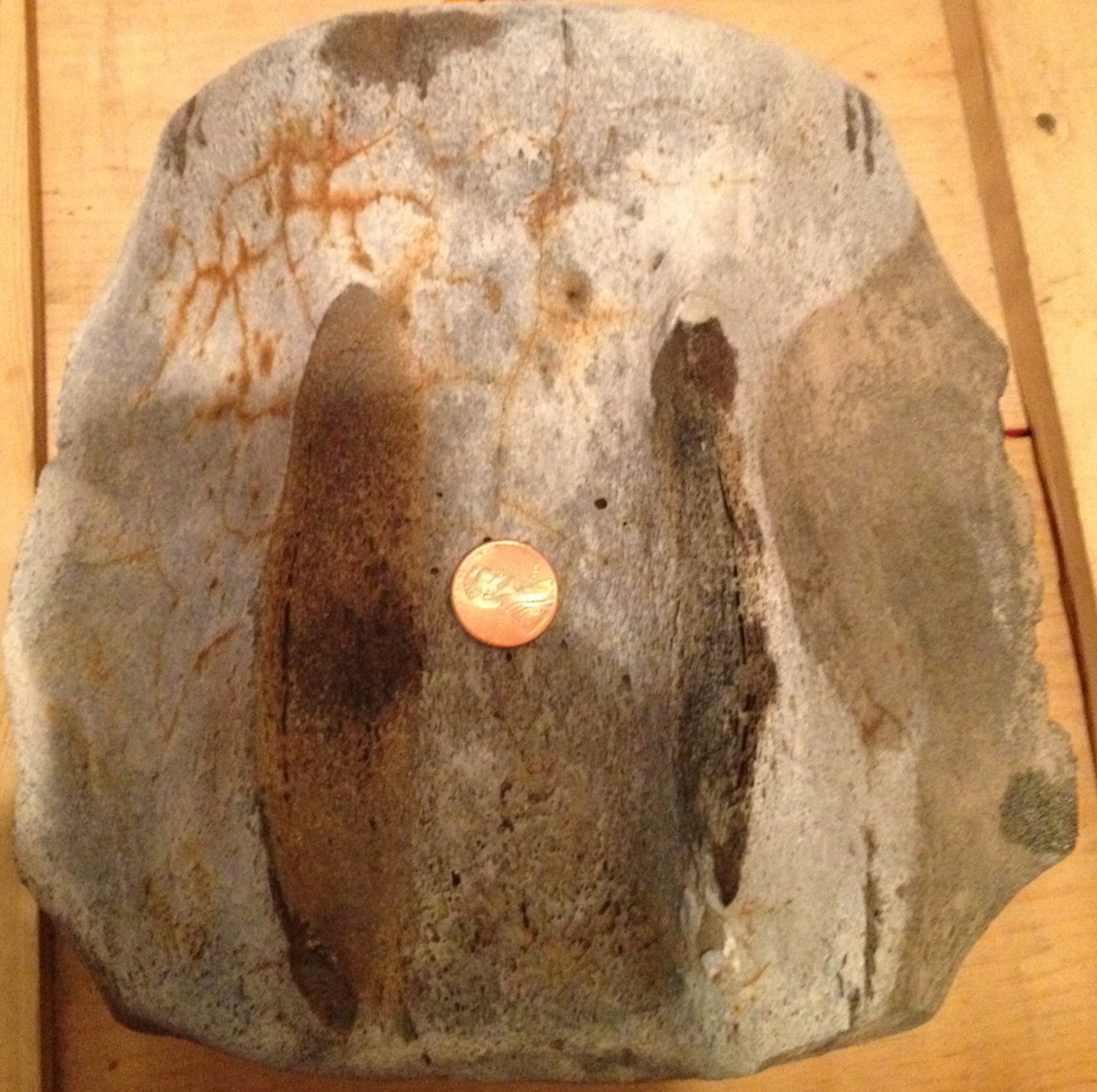 Bone Valley Fossils - Member Collections - The Fossil Forum
