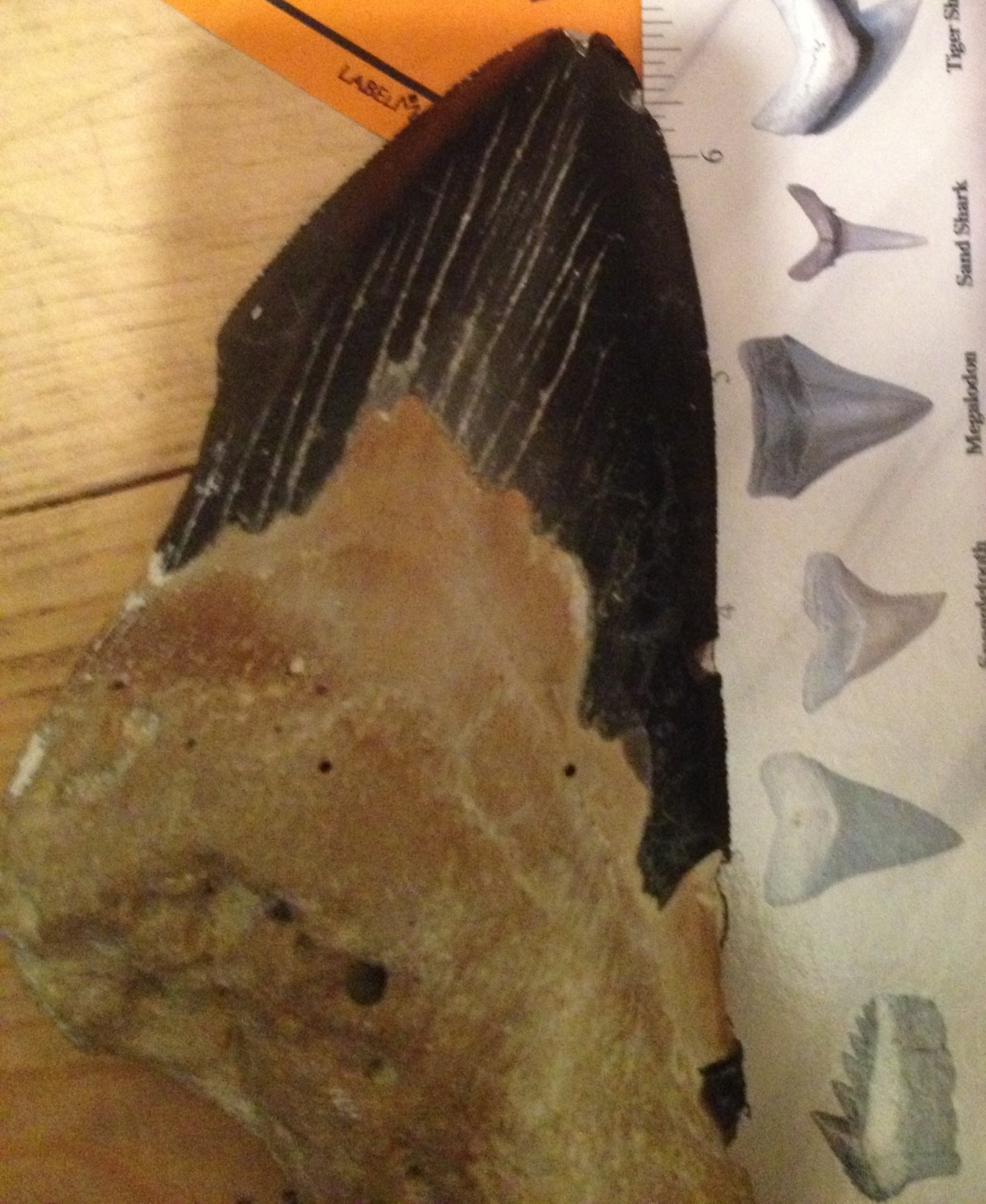 Bone Valley Fossils - Member Collections - The Fossil Forum