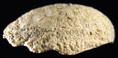 Crepidula From Florida? - Fossil ID - The Fossil Forum