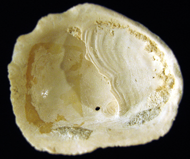 Crepidula From Florida? - Fossil ID - The Fossil Forum
