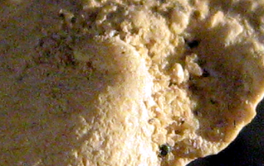 Crepidula From Florida? - Fossil ID - The Fossil Forum