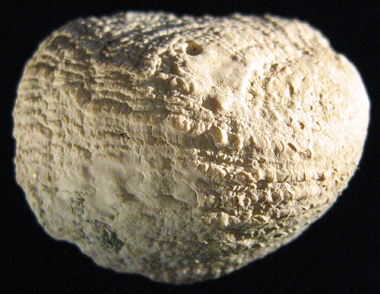 Crepidula From Florida? - Fossil ID - The Fossil Forum