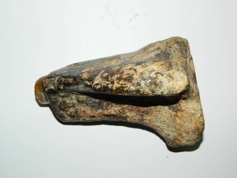 Petrified Bone With Orange Mineral In The Marrow, What Is It? - Fossil ...