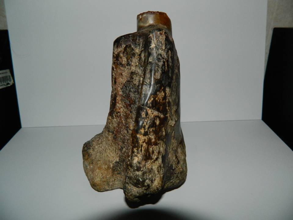 Petrified Bone With Orange Mineral In The Marrow, What Is It? - Fossil ...