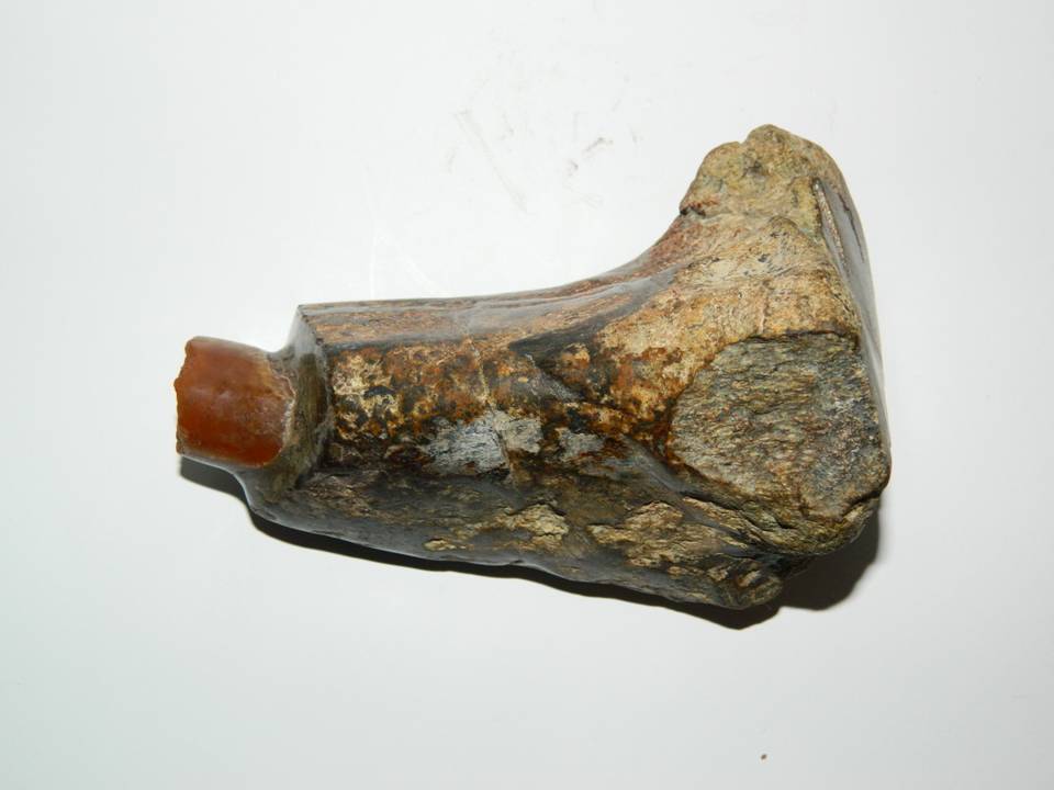 Petrified Bone With Orange Mineral In The Marrow, What Is It? - Fossil ...