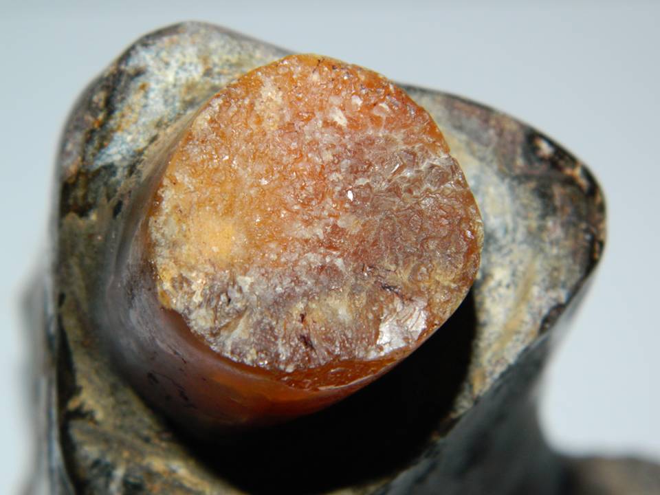 Petrified Bone With Orange Mineral In The Marrow, What Is It? - Fossil ...