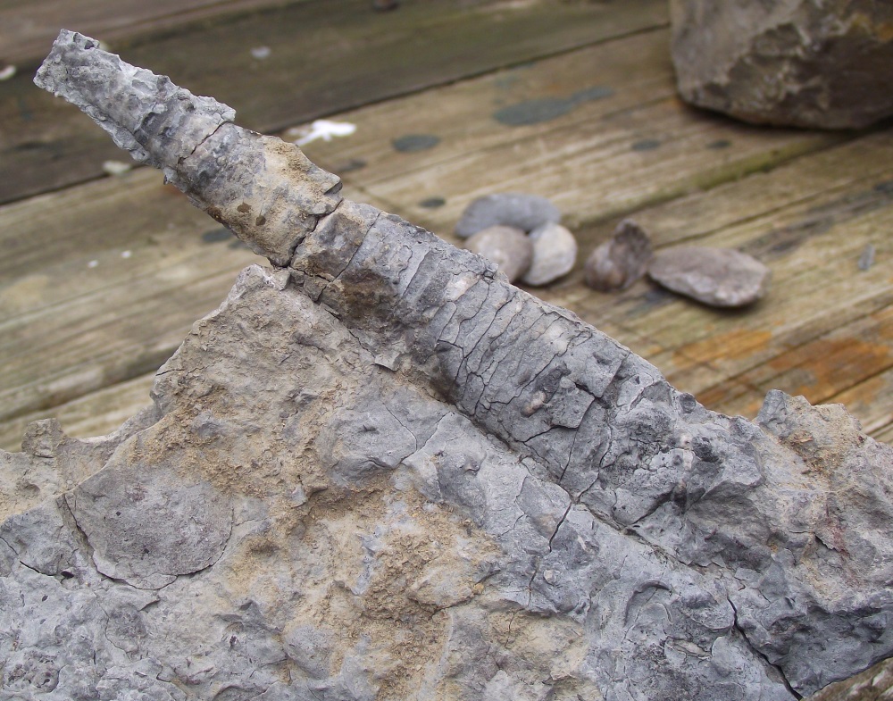 Exploring The Leipers - Fossil Hunting Trips - The Fossil Forum