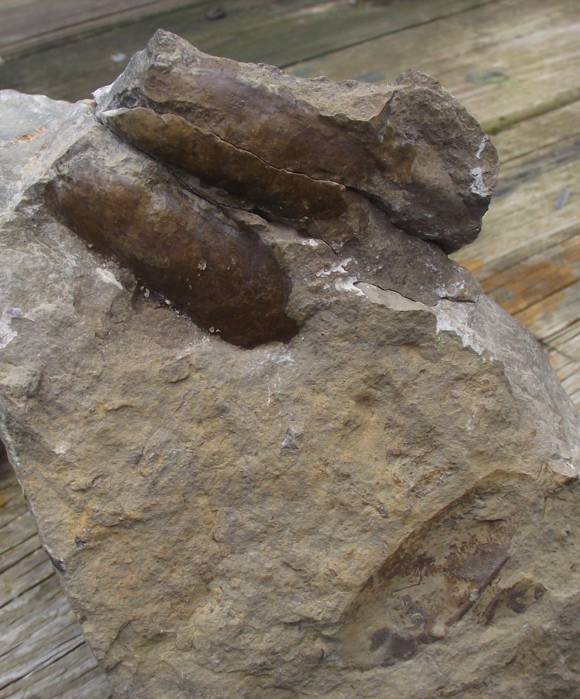 Exploring The Leipers - Fossil Hunting Trips - The Fossil Forum