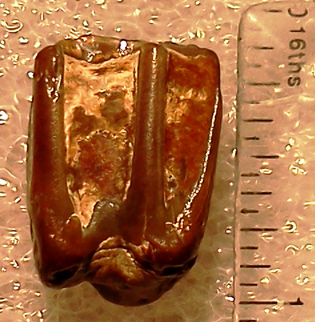 Equus? - Fossil ID - The Fossil Forum