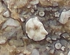 Ordovician Cystoids - Fossil ID - The Fossil Forum
