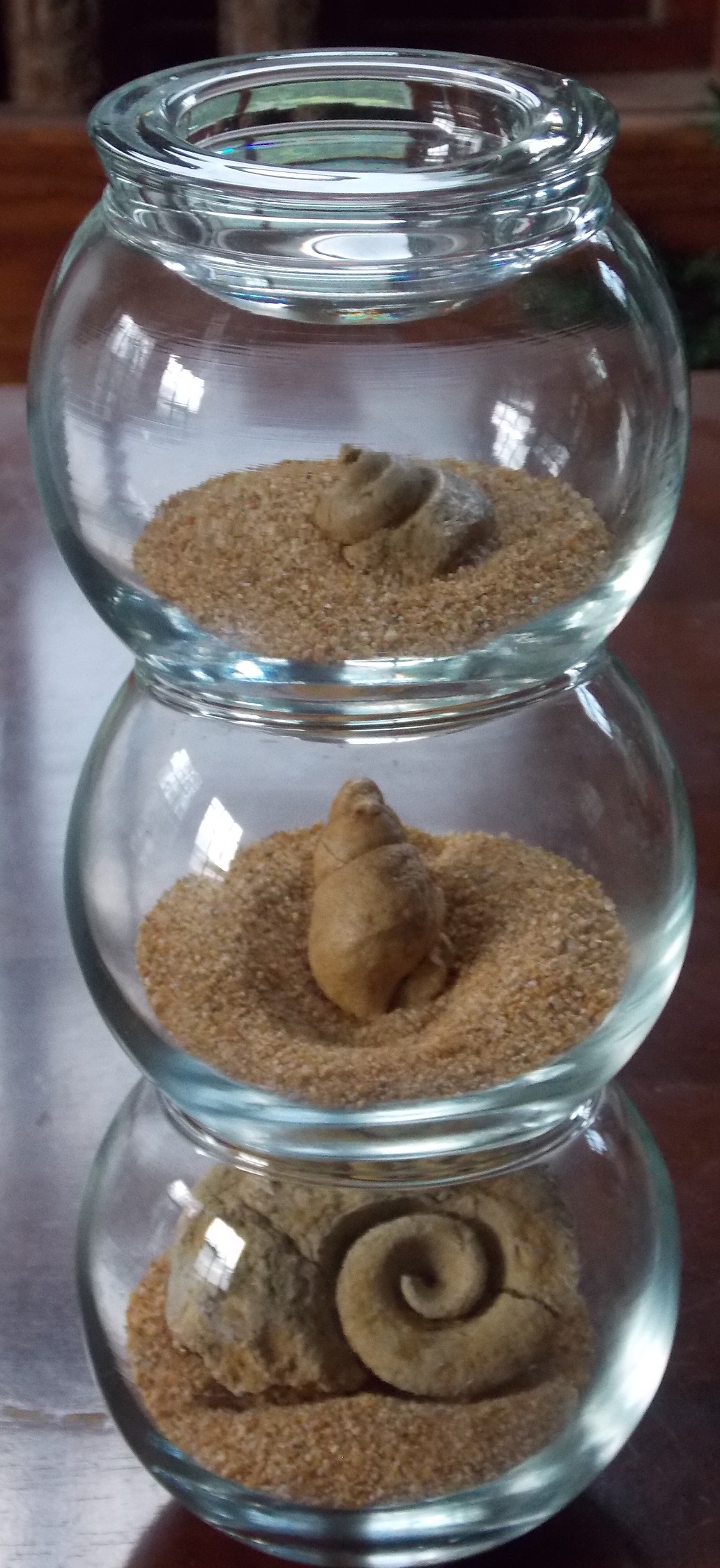 Glass Bowl Display - General Fossil Discussion - The Fossil Forum