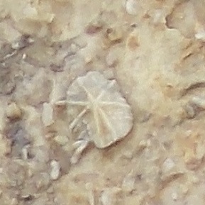 Ordovician Cystoids - Fossil ID - The Fossil Forum