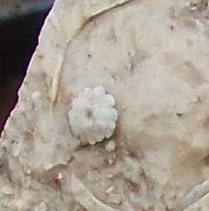 Ordovician Cystoids - Fossil ID - The Fossil Forum