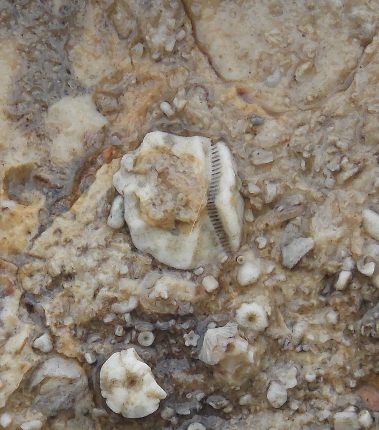 Ordovician Cystoids - Fossil ID - The Fossil Forum