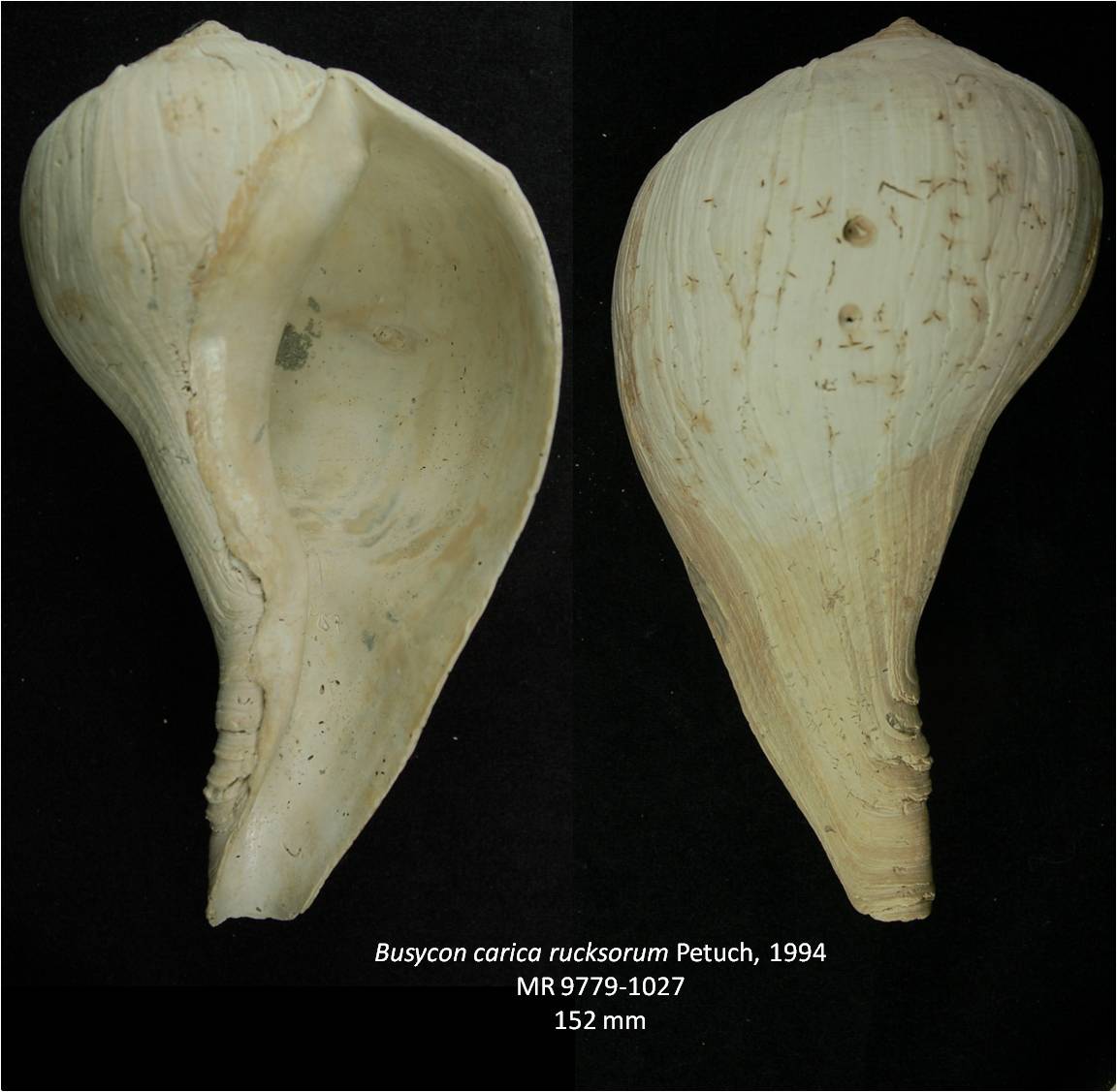 The Early Pleistocene Marine Fauna Of The Southeastern United States ...