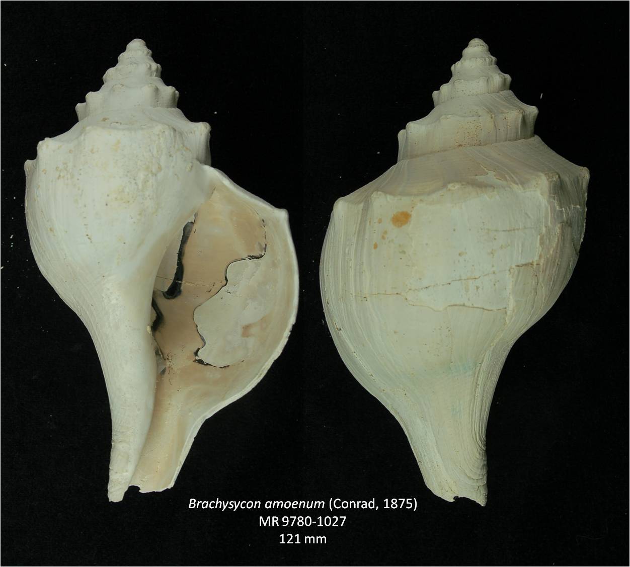The Early Pleistocene Marine Fauna Of The Southeastern United States ...