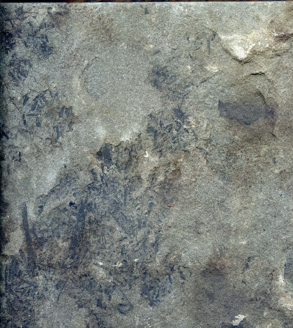 Devonian Plants In Bluestone - Fossil ID - The Fossil Forum