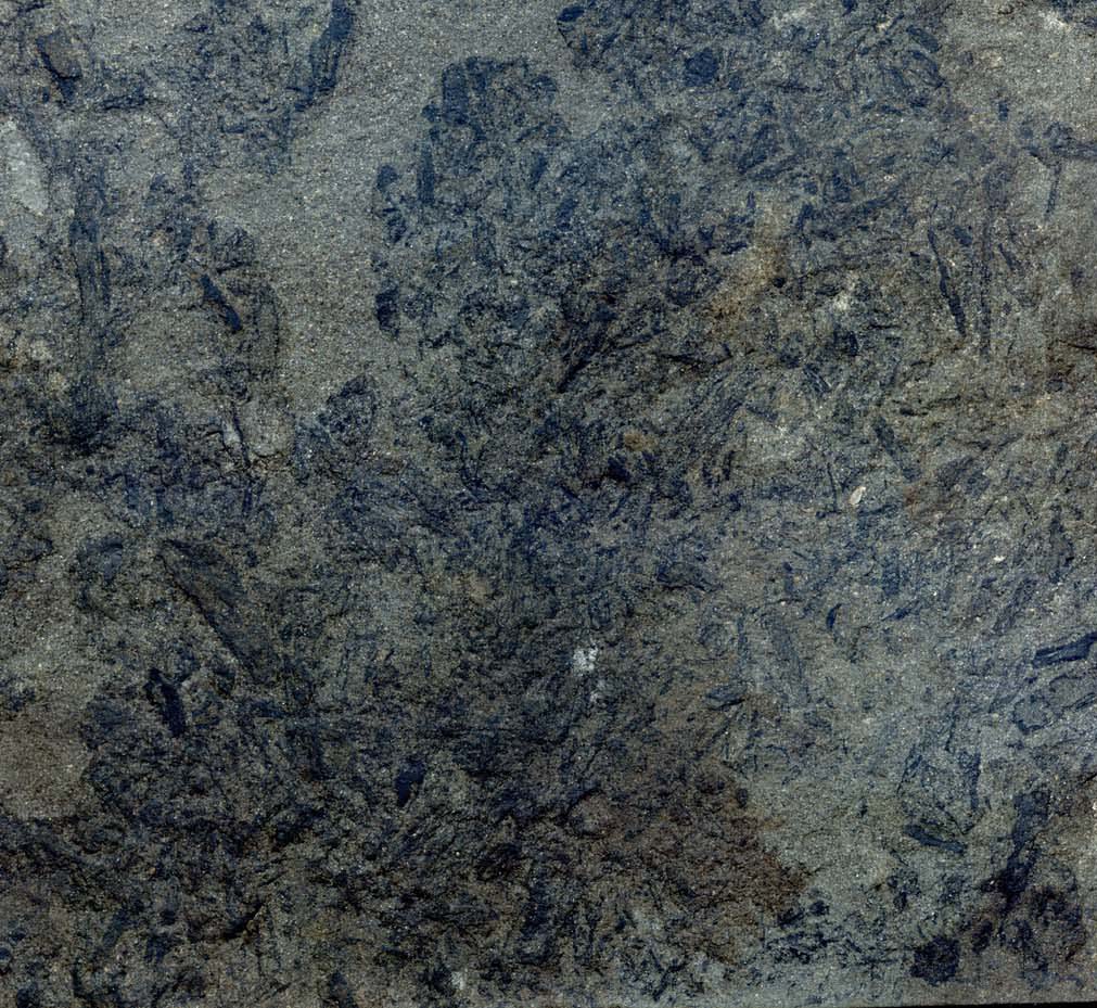 Devonian Plants In Bluestone - Fossil ID - The Fossil Forum