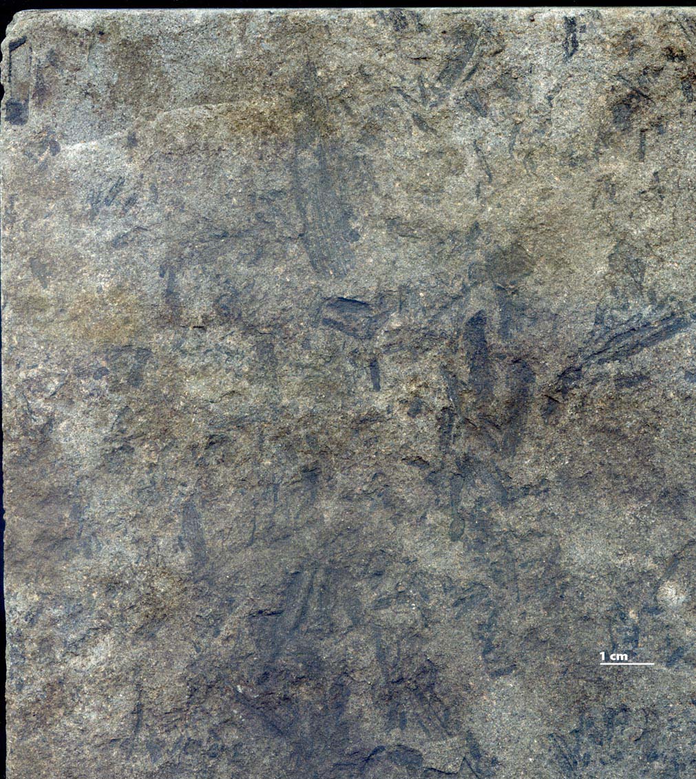 Devonian Plants In Bluestone - Fossil ID - The Fossil Forum