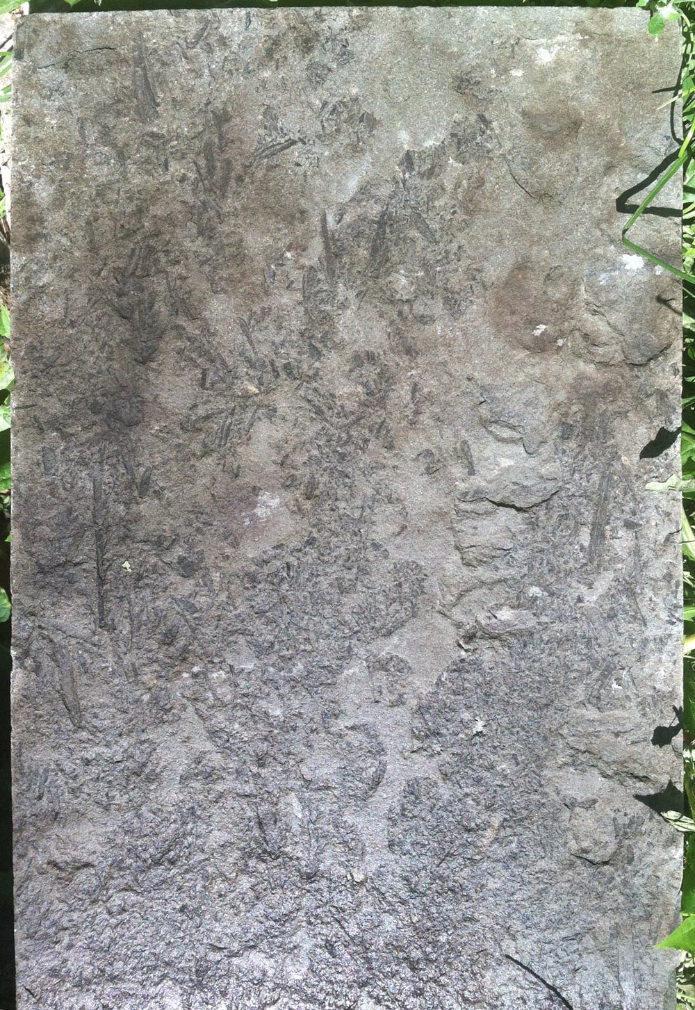 Devonian Plants In Bluestone - Fossil ID - The Fossil Forum