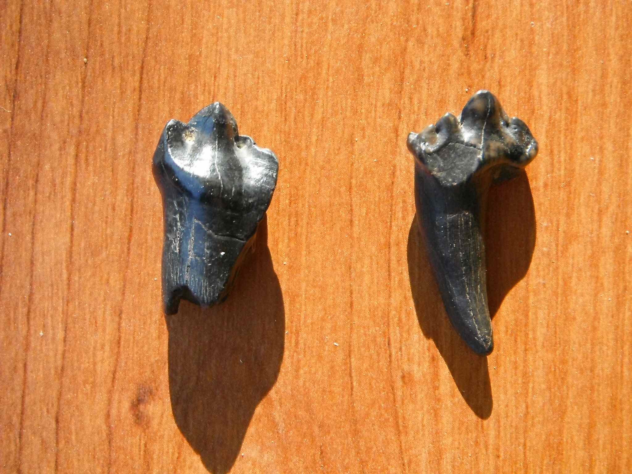 Premolar- Cat? - Fossil ID - The Fossil Forum