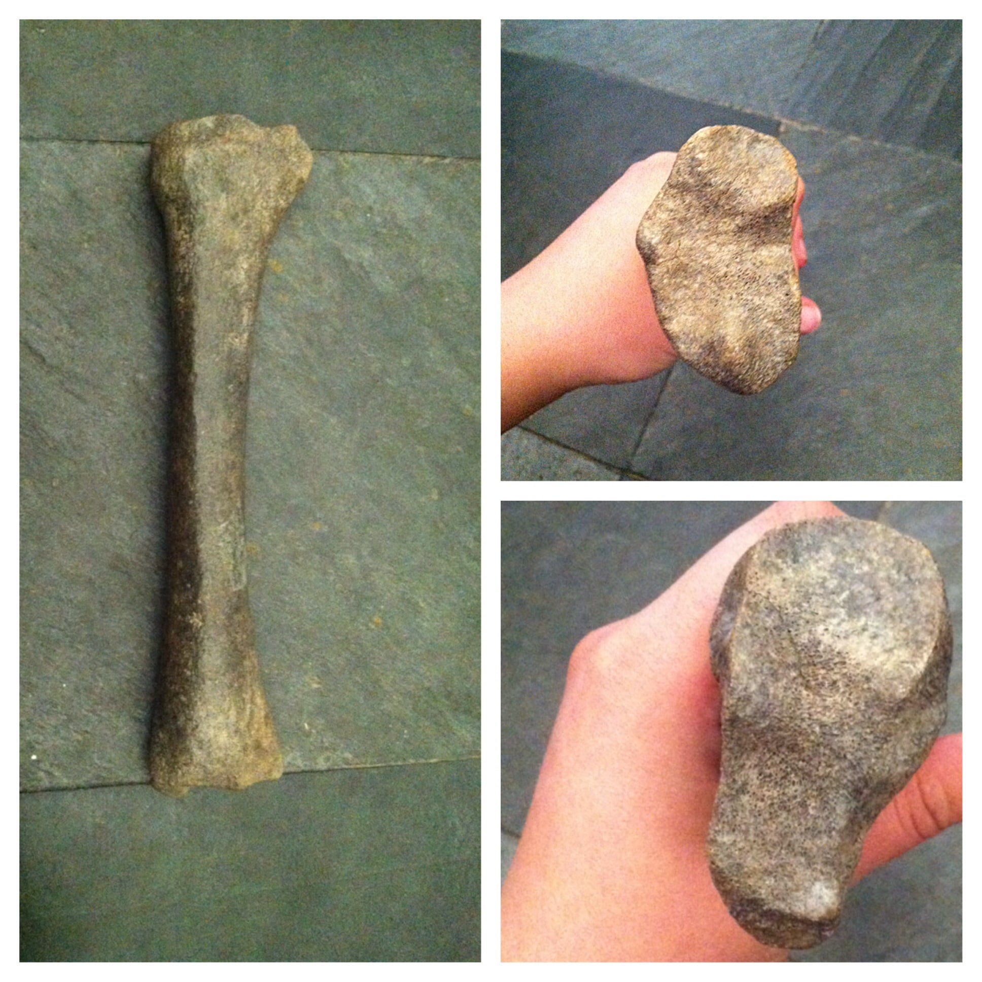 Large Bone - Fossil ID - The Fossil Forum
