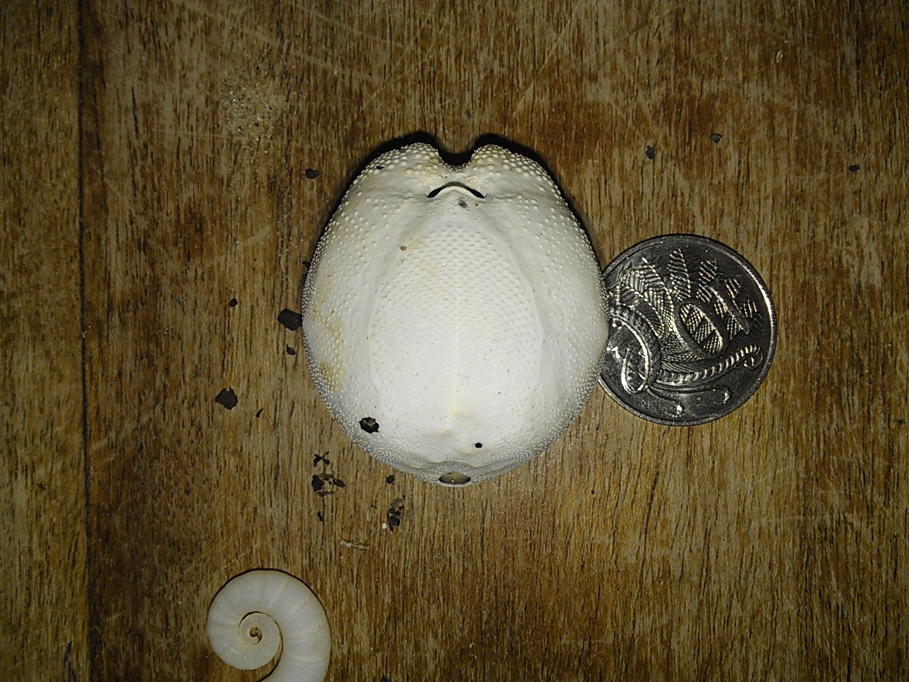 Fossil Or Just Living Shell? - Fossil ID - The Fossil Forum